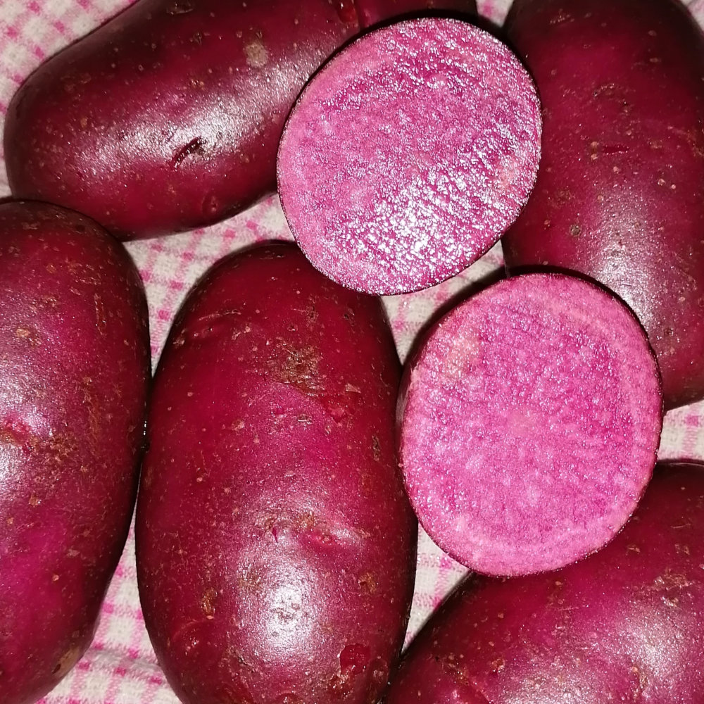 Heidi Red Seed Potatoes Maincrop High Yield Quality Seed Potatoes