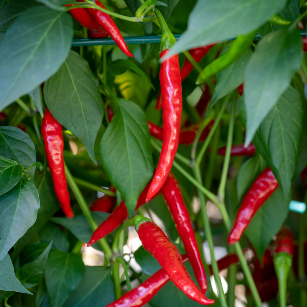 Chilli Toofan Seeds Productive Hot Chilli Pepper Vegetable Seeds for ...