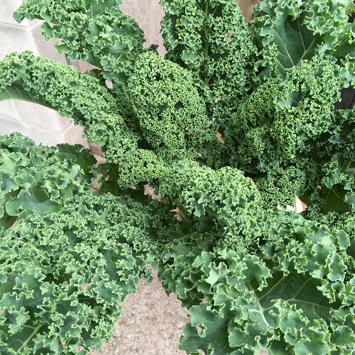 Buy Kale Dwarf Green Curled Seeds