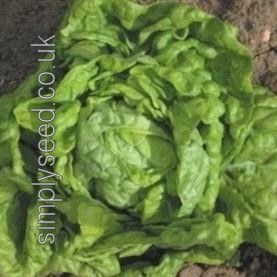 Lettuce Seeds All Year Round