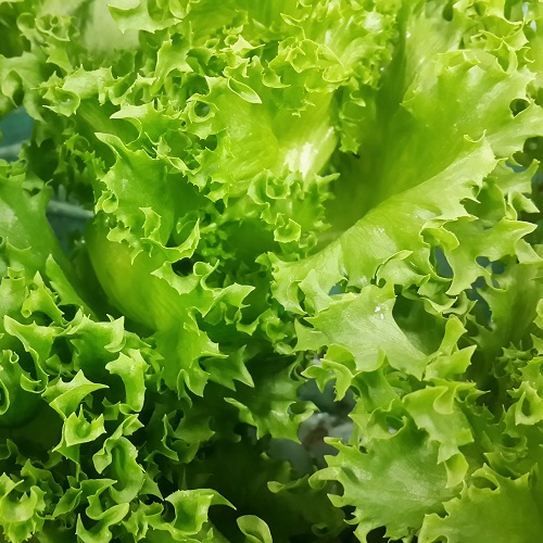 Lettuce Seeds Frillice