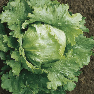 Lettuce Seeds Webbs Wonderful