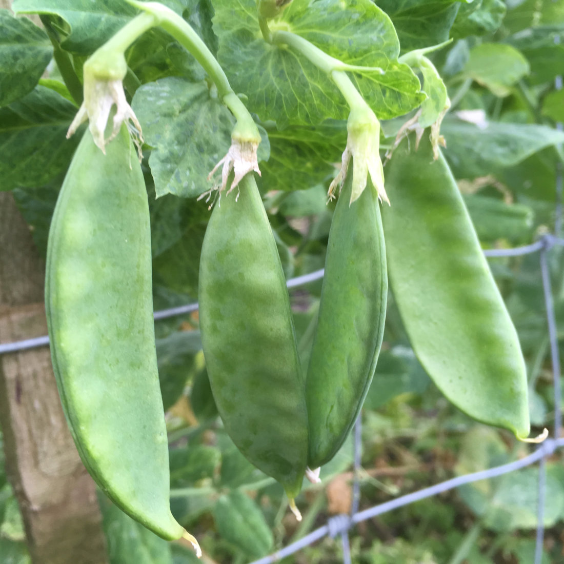Mange Tout Seeds Oregon Sugar Pod