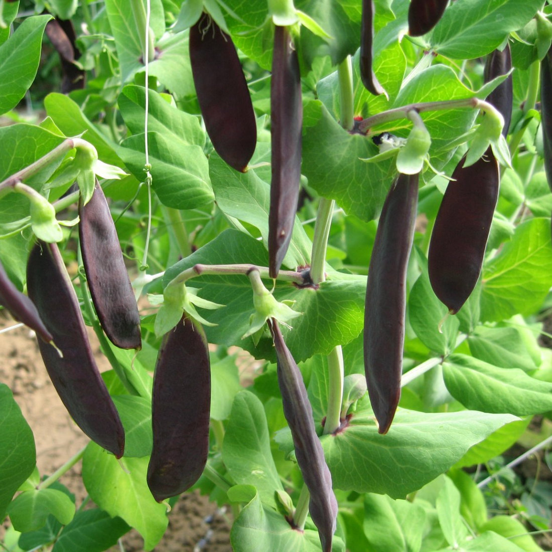 Mange Tout Pea Seeds Shiraz