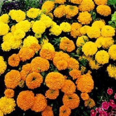 African Marigold Dune Mixed Flower Seeds vibrant tall bedding annuals