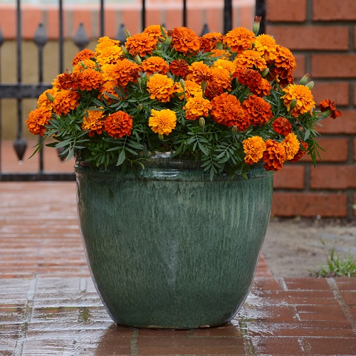 French Marigold Seeds - Fireball