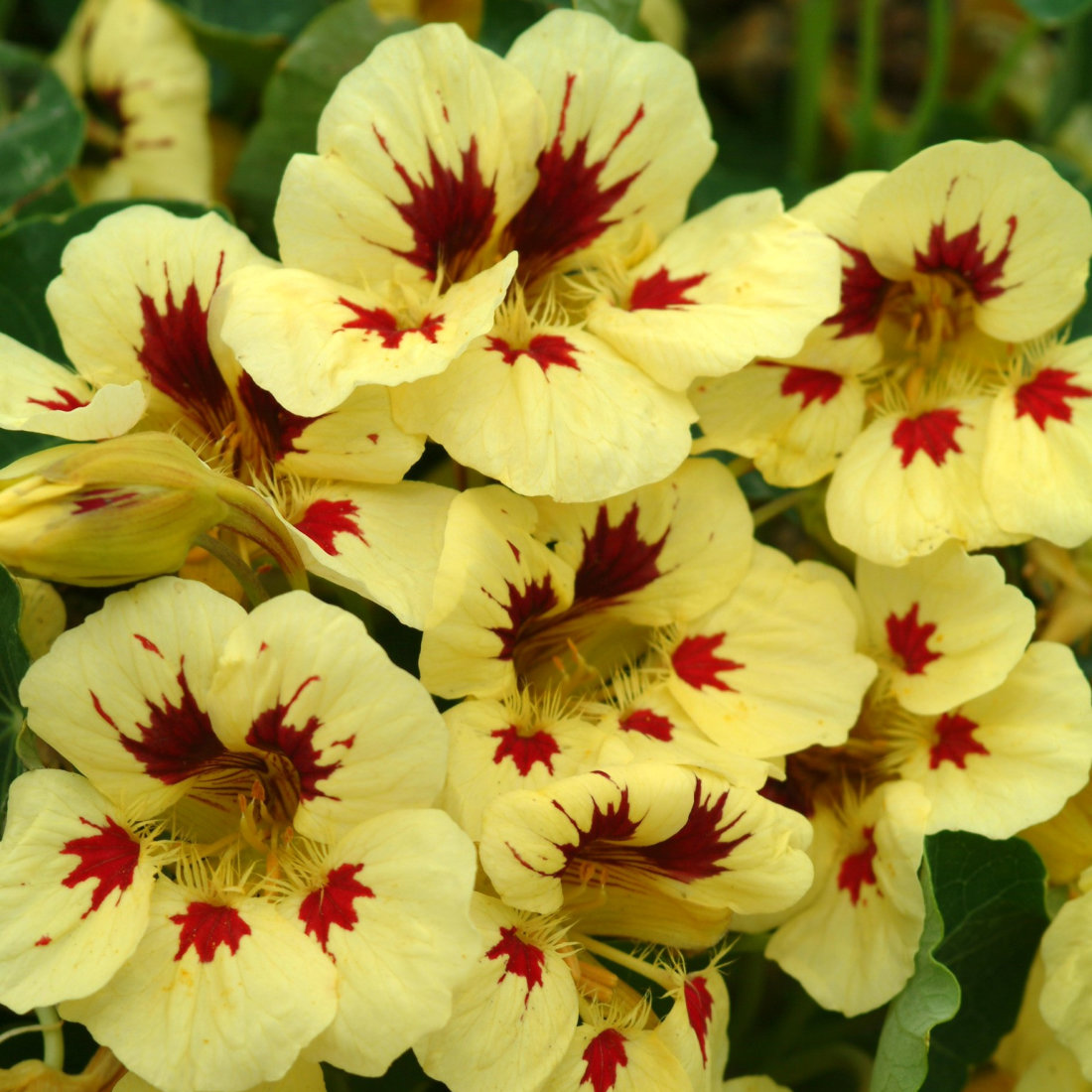Nasturtium Seeds Ladybird Cream Purple Spot Compact Trailing Edible ...