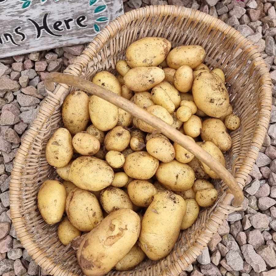Nicola Potato Grow Kits - Grow Bag and Seed Potatoes - Second Early