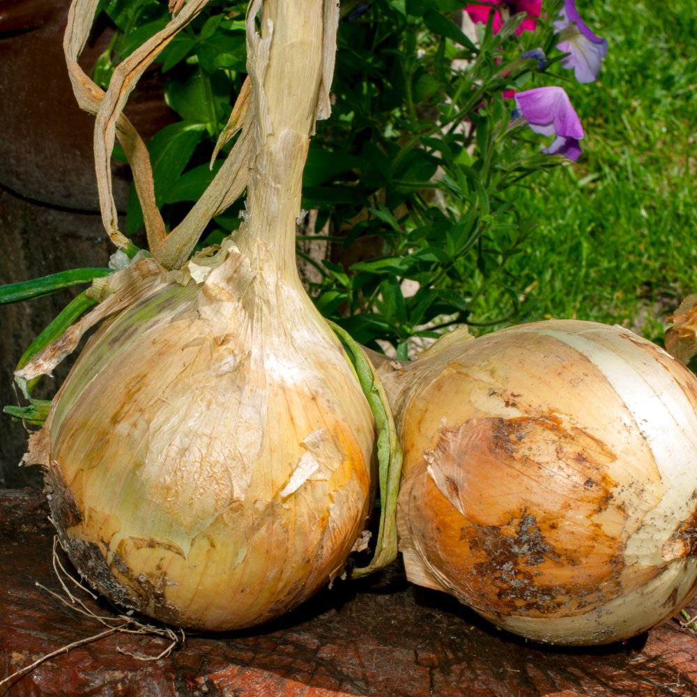 Giant Onion Exhibition Seeds - Grow extra large show onions