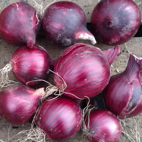 Red Onion Seeds Red Baron