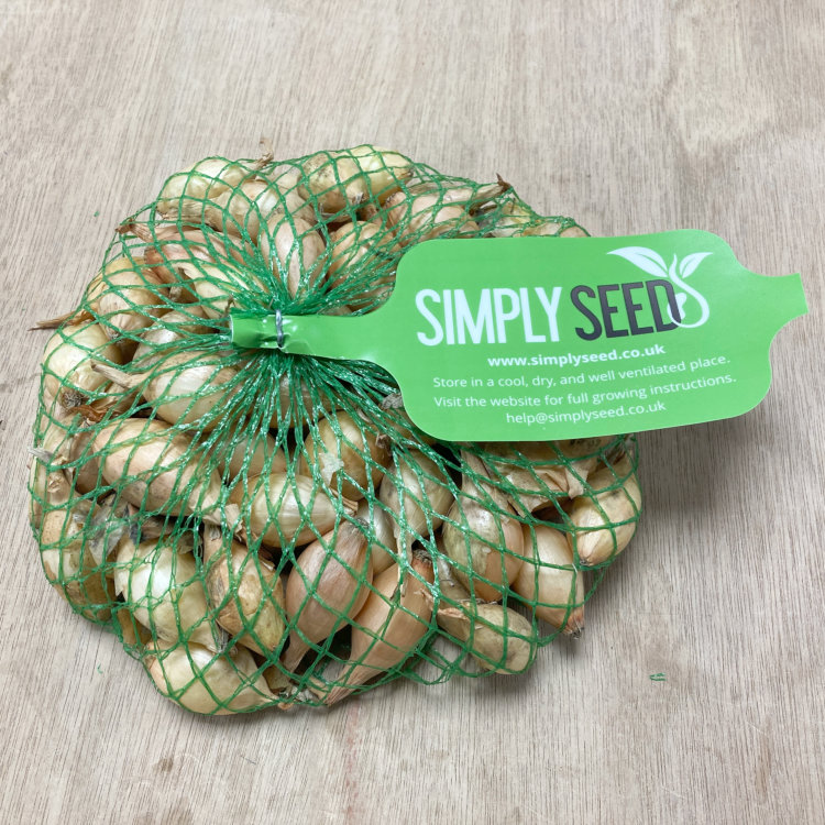 Autumn Planted Onion Sets - Autumn Champion