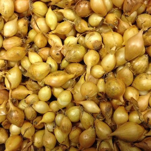 400g Onion Sets - Turbo