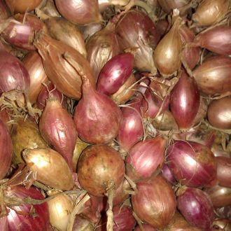 Onion Sets - Red Winter - Autumn Planted