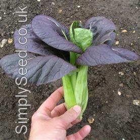Pak Choi Seeds Red F1