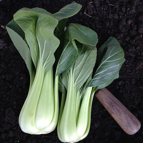 Pak Choi Seeds Mei Qing Choi