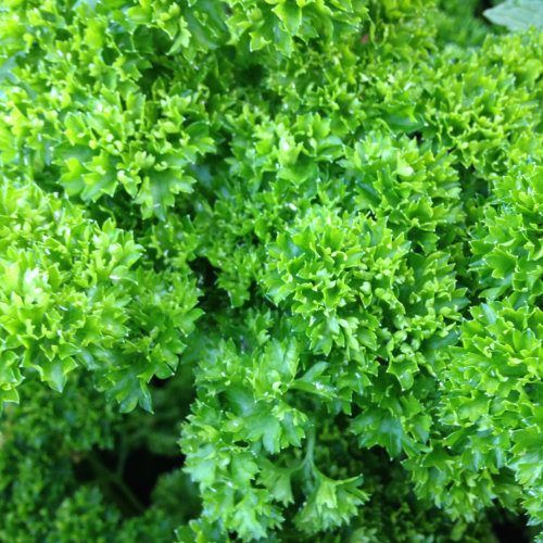 Parsley Seeds Moss Curled Herb Seeds for Growing Fresh Curly Parsley