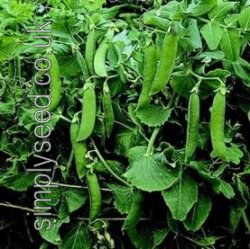 Pea Seeds Early Onward