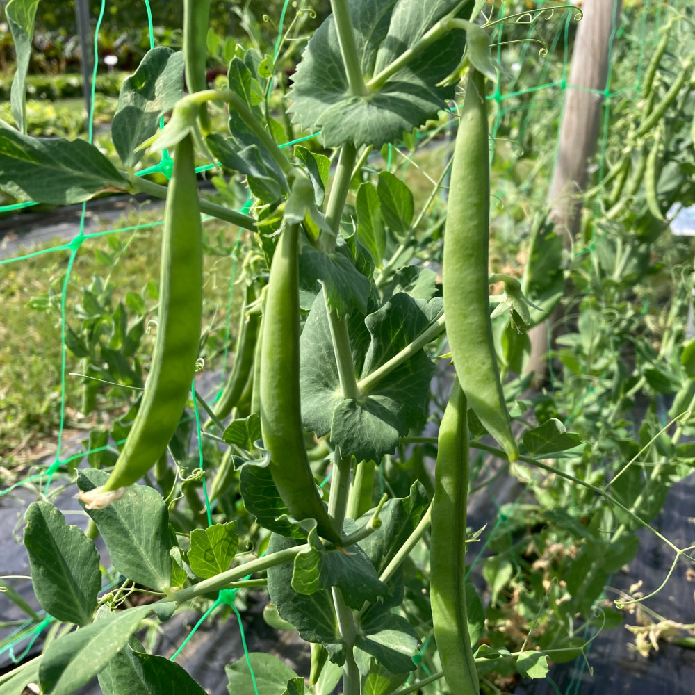 Pea Seeds Snack Hero (snak Hero)