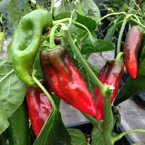Sweet Pepper Thor Seeds for Growing Large Sweet Peppers Indoors or Outdoors