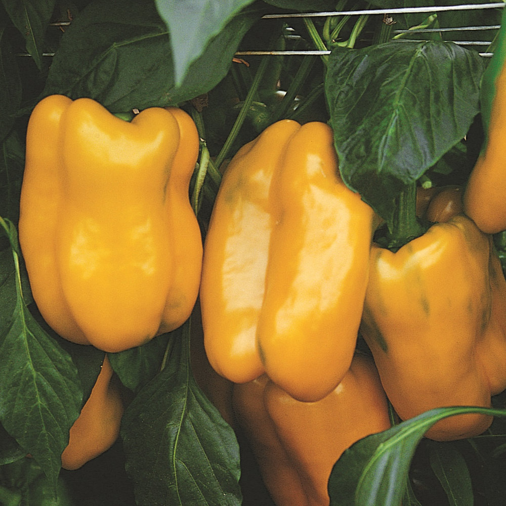 Yellow Sweet Pepper Seeds - Elfo