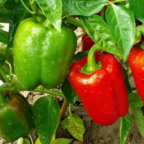 Sweet Pepper Seeds Mauricio