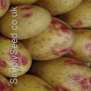 Picasso Potato Seed Maincrop High Yield Seed Potatoes for Planting