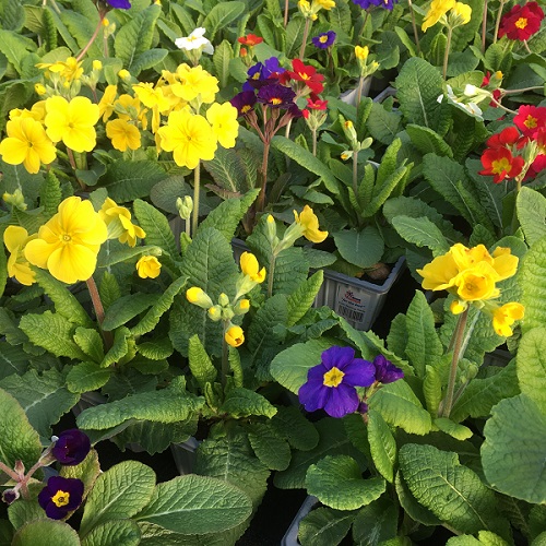 Polyanthus Stella Mixed Flower Seeds Compact Early Blooming Bedding