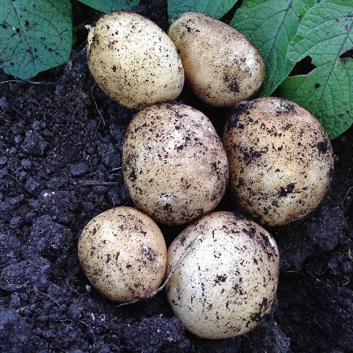 Acoustic Seed Potatoes Second Early Variety for High Yields