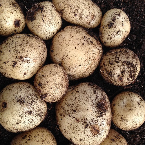 Foremost Potato Seed First Early Seed Potatoes High Yield Quality Crop