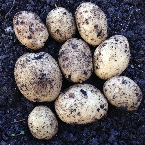Maris Piper Potato Seeds Maincrop Seed Potatoes for High Yields