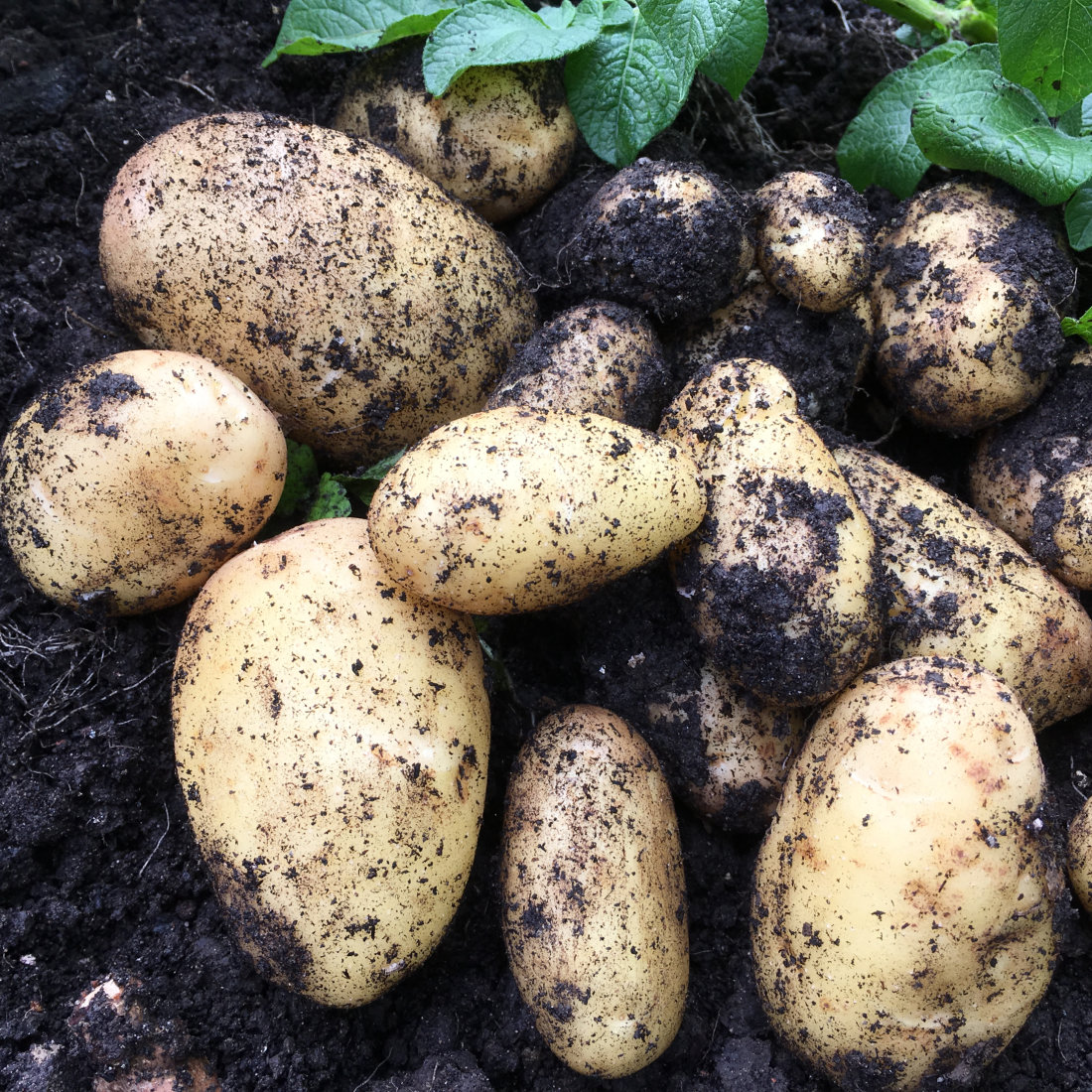 Nicola Seed Potatoes Second Early High Yield Salad Variety UK Growing