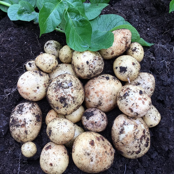 Premiere Seed Potatoes First Early Variety for High Yields