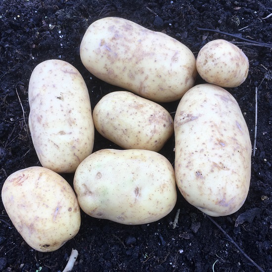 Sagitta Seed Potatoes Second Early High Yield Maincrop Taste Quality