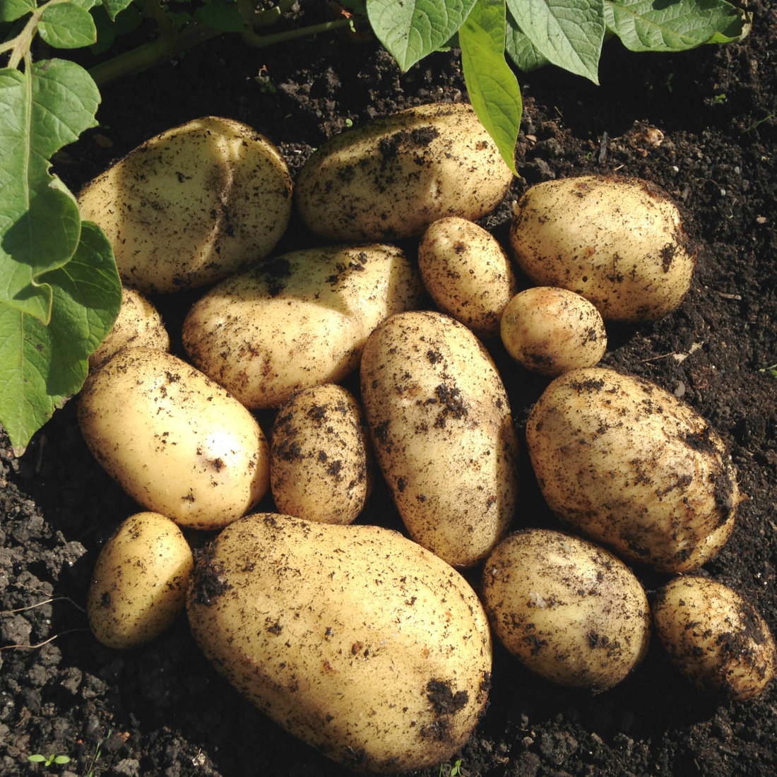 Vivaldi Potato Seed - Second Early