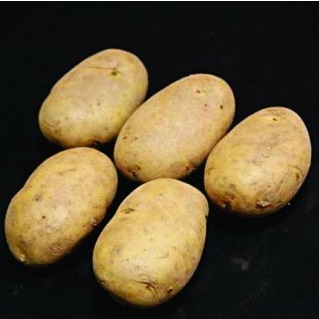 Wilja Potato Seed Second Early Seed Potatoes for High Yields and Storage