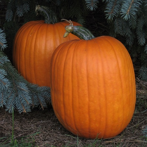 Pumpkin Challenger Seeds large high yielding vegetable pumpkin variety