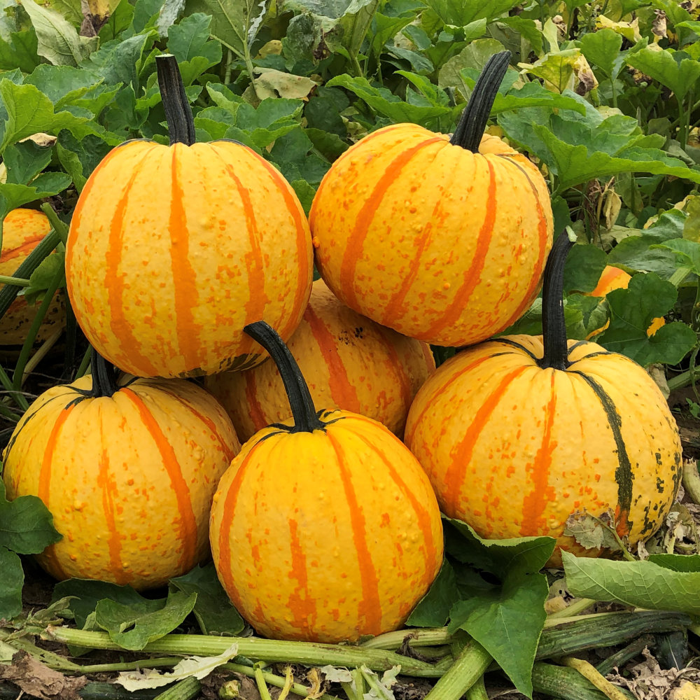 Pumpkin Fireball Seeds large orange F1 pumpkin variety for UK gardens