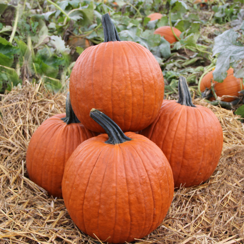 Pumpkin Gladiator F1 seeds large RHS AGM variety for carving and storage