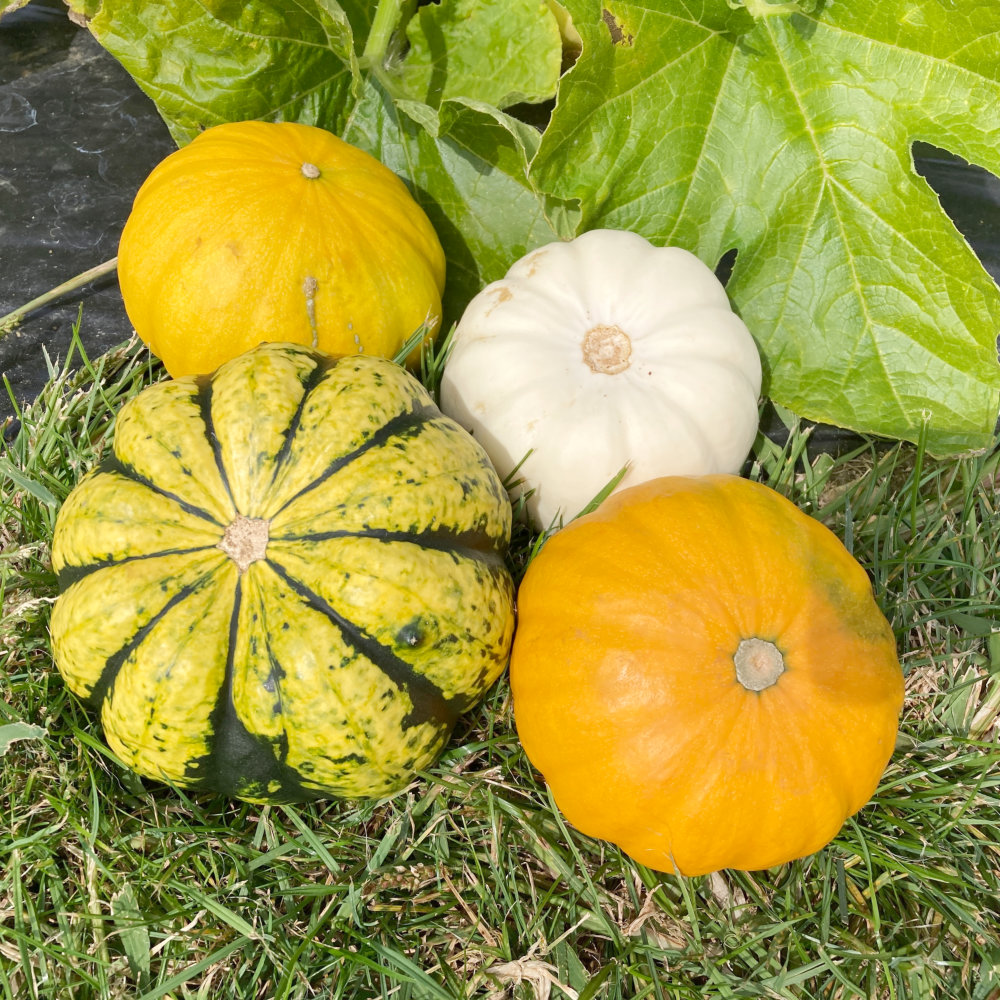 Pumpkin Mini Mix seeds small decorative pumpkin variety mixed colours