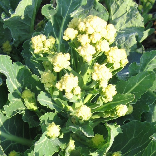 Broccoli Burbank Seeds High Yield Calabrese Variety for UK Vegetable ...