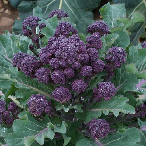 Broccoli Red Fire Seeds High Yield Tender Stems for Home Growing