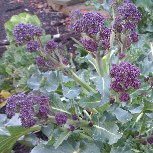 Broccoli Rudolph Purple Sprouting Seeds Hardy Early Crop Vegetable