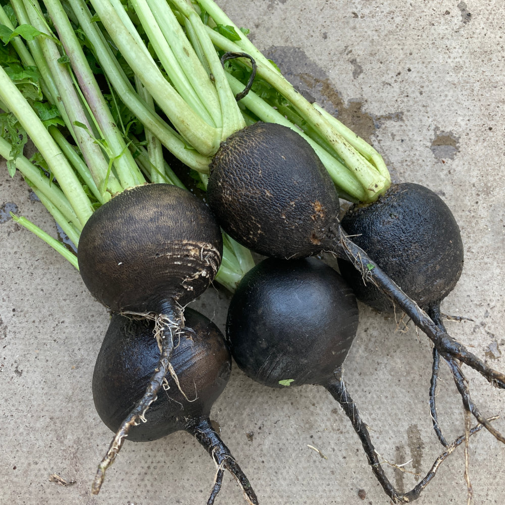 Black Radish Seeds Panter