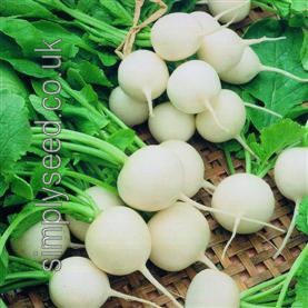 White Radish Albena Seeds