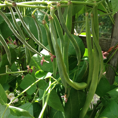 Equator Runner Bean Seeds