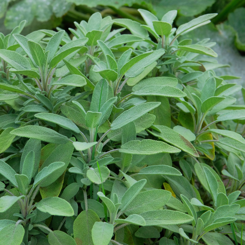 Sage Seeds for Growing | Fresh Culinary Herb Seeds for Garden and Pots