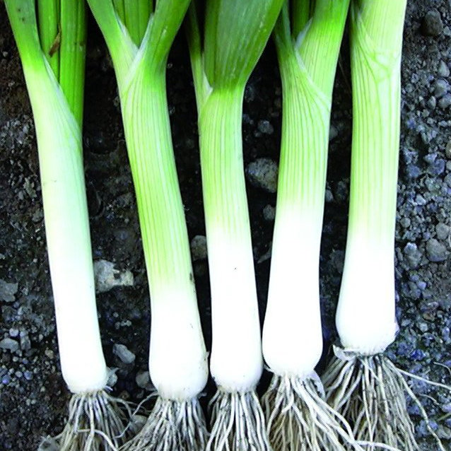 Spring Onion Tipika