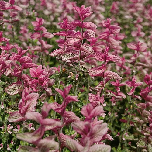 Salvia Say So Rose Flower Seeds compact pink salvia for summer bedding