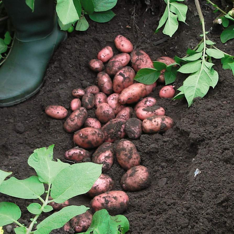 Sarpo Axona Seed Potatoes Maincrop - Blight Resistant Seed Tubers