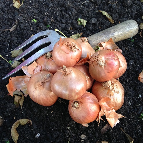 Shallot Seeds F1 Matador